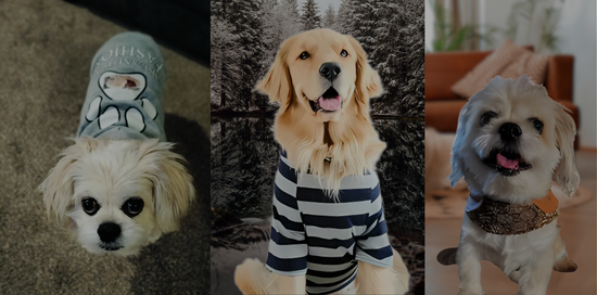 Dream Dog Fashion, Luxury Apparel, Trendy Clothing for Pets.